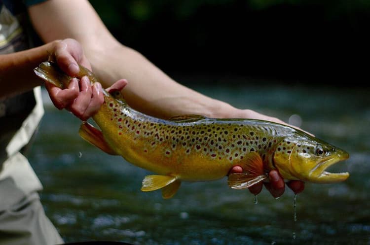 West Virginia Cabins: Great Rates, Large Rental Selection